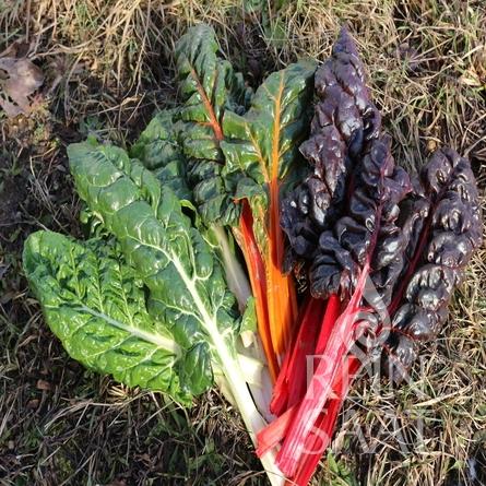 Tre Colori - ReinSaat GmbH